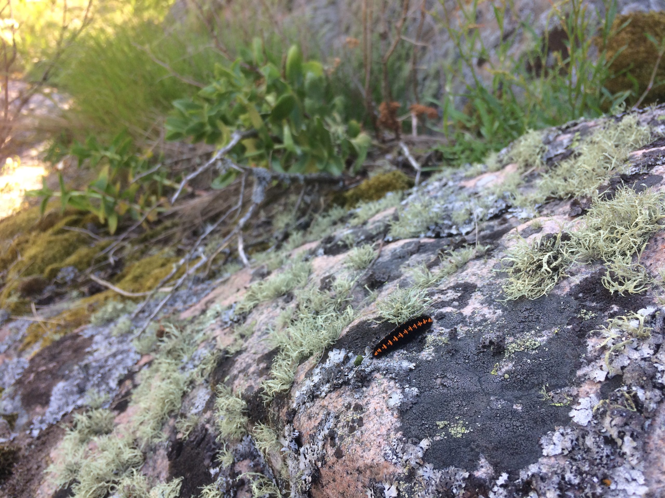 Apolloperhonen harvinaistuu - Elävää tiedettä