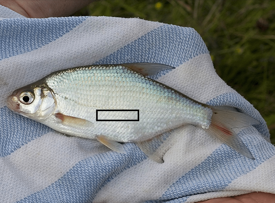 Näin tunnistat puutiaisen ja määrität kalan iän – Saaristomeren ...